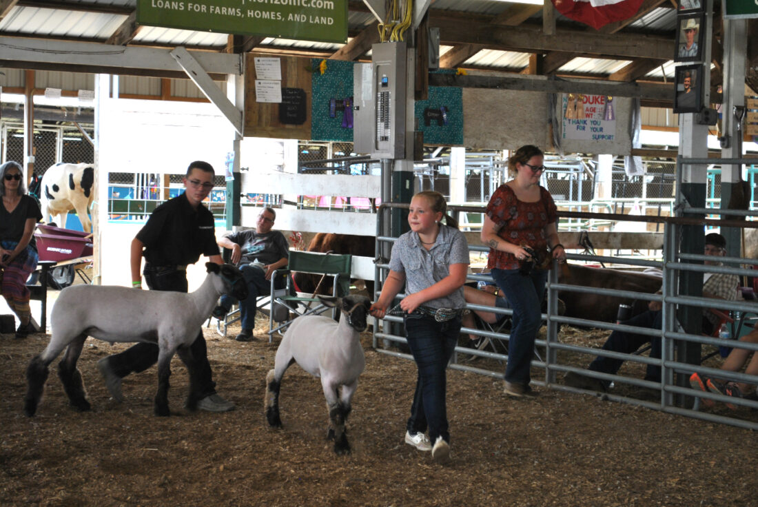 Clinton County 4-H and FFA Sheep Show brings the best of the area ...